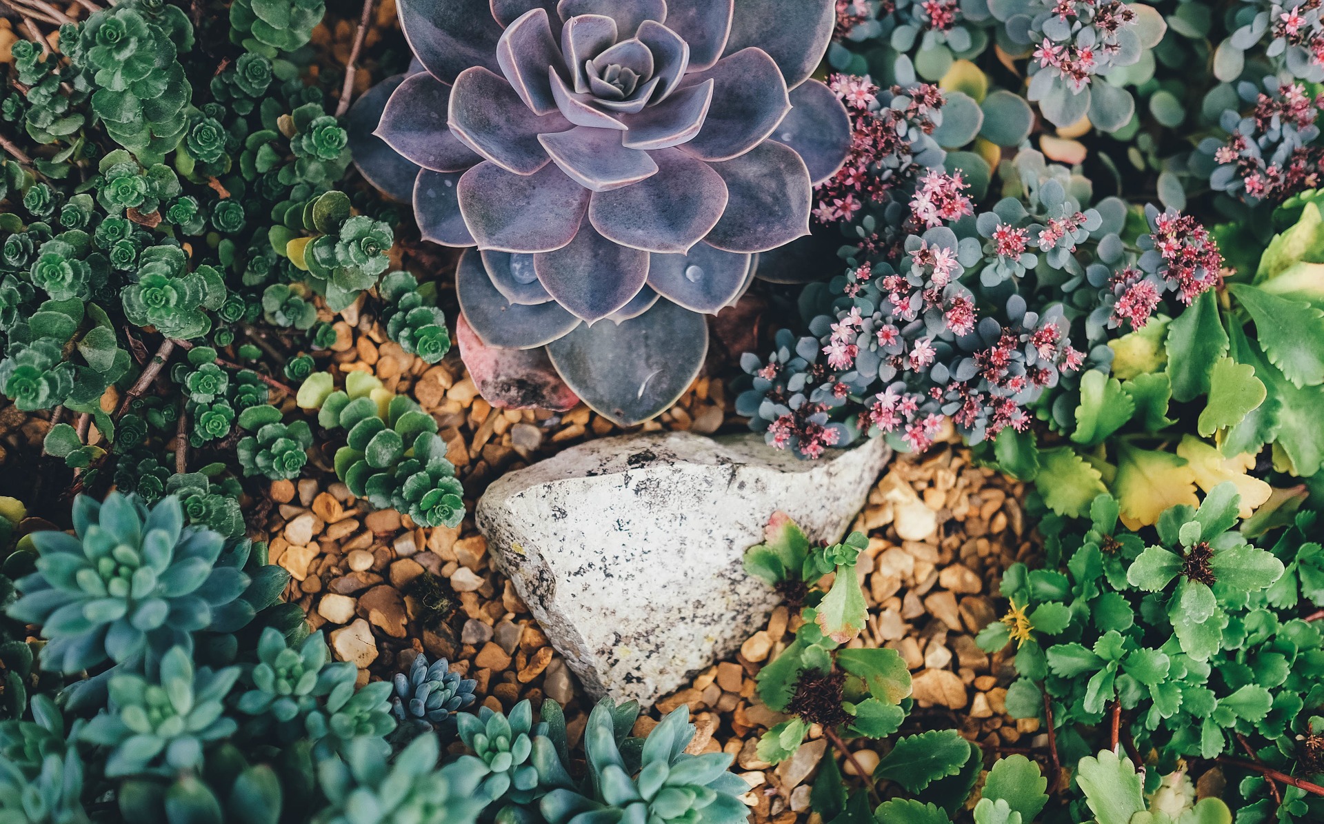 15 Best Low-Maintenance Succulents for Your Outdoor Garden - Cutting ...